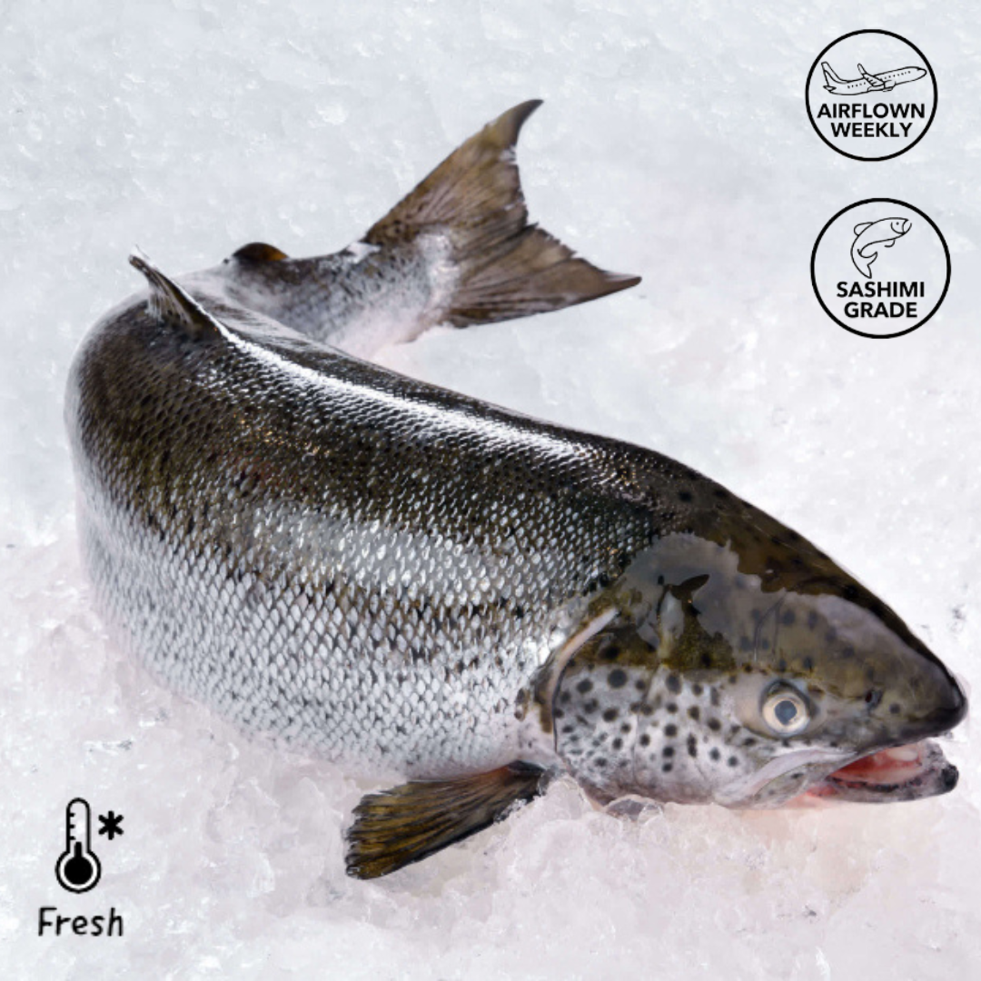 [PRE-ORDER] Fresh Norwegian whole salmon gutted – Ocean Queen Hong Kong
